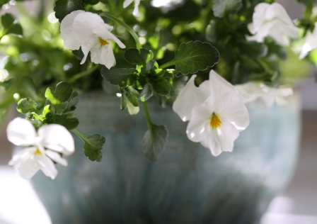White Viola - Country Garden UK