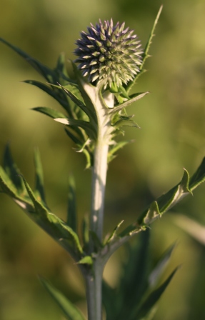 Echinops ritro for Bees - Country Garden UK