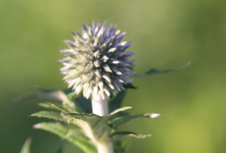 Echinops ritro for Bees - Country Garden UK