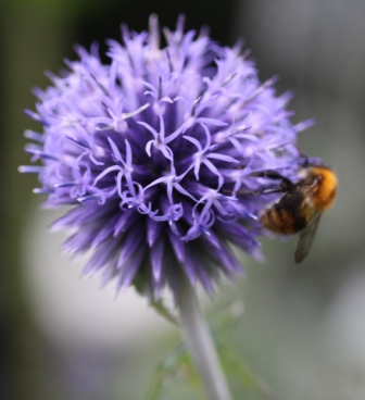Echinops ritro for Bees - Country Garden UK