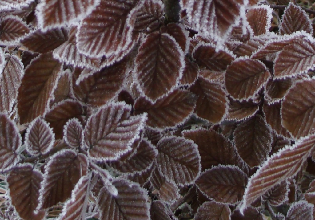 Hornbeam Hedge - Country Garden UK