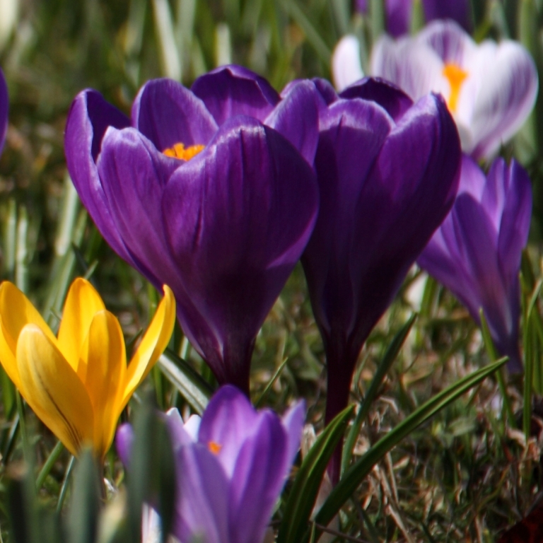 Magical Crocus - Country Garden UK