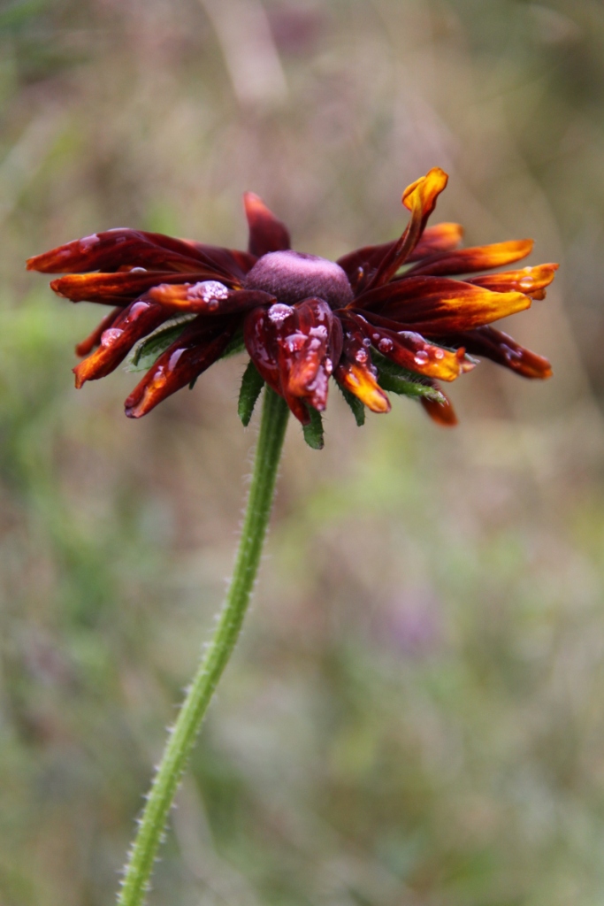 Wild Flower Photos - Country Garden UK