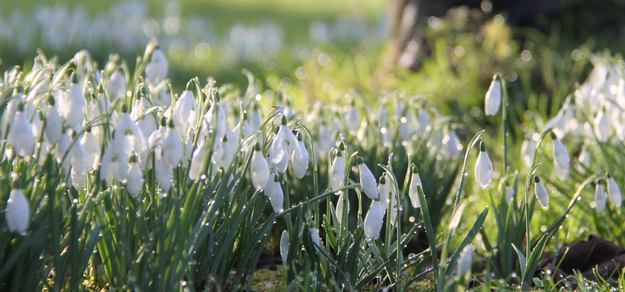 February - Country Garden UK