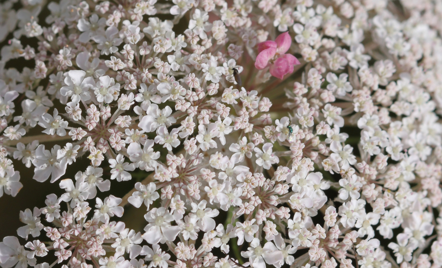How to Grow Daucus Dara - Country Garden UK